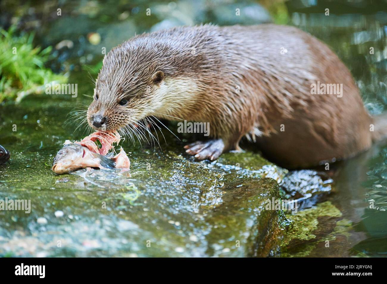 Eurasian otter underwater hi-res stock photography and images - Alamy