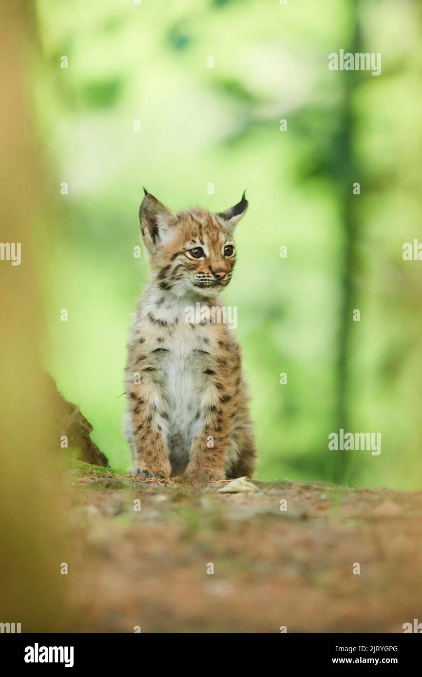 Eurasian lynx (Lynx lynx) youngster water, Bavaria, Germany Stock Photo ...