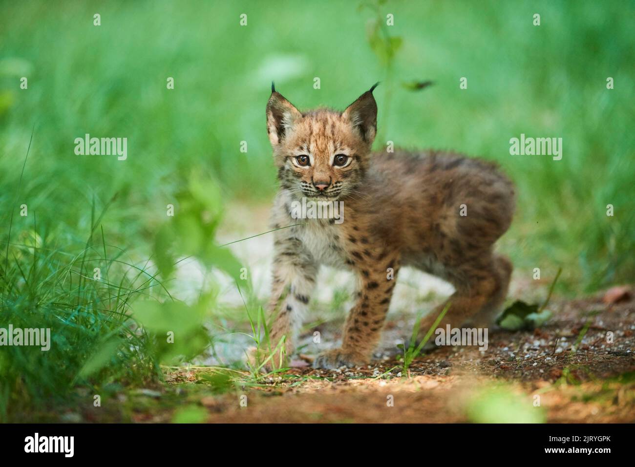 Eurasian lynx (Lynx lynx) youngster water, Bavaria, Germany Stock Photo ...