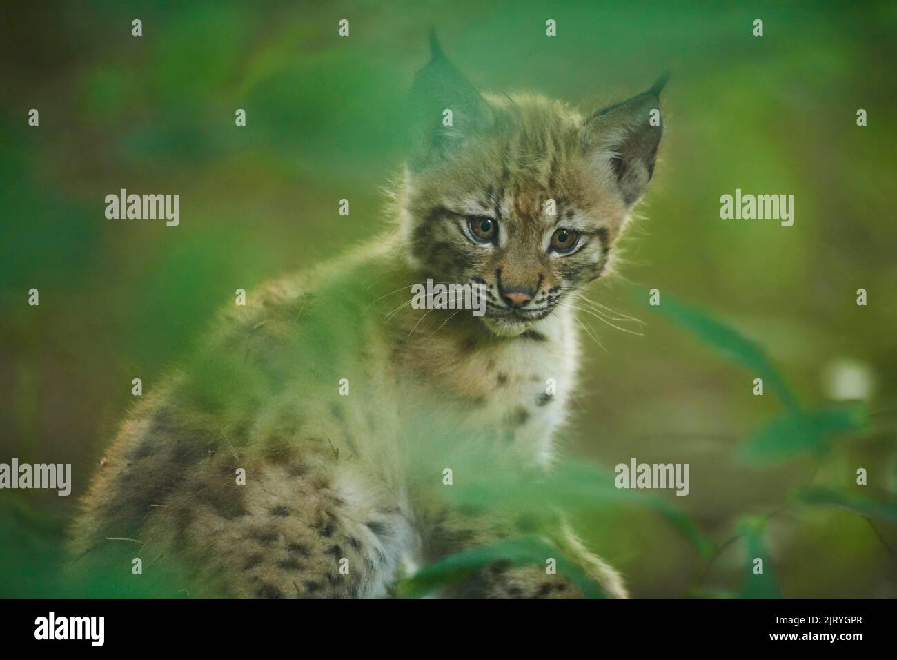 Eurasian lynx (Lynx lynx) youngster water, Bavaria, Germany Stock Photo ...