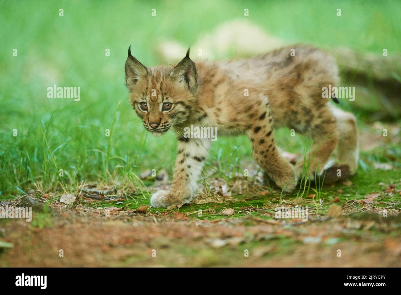 Eurasian lynx (Lynx lynx) youngster water, Bavaria, Germany Stock Photo ...
