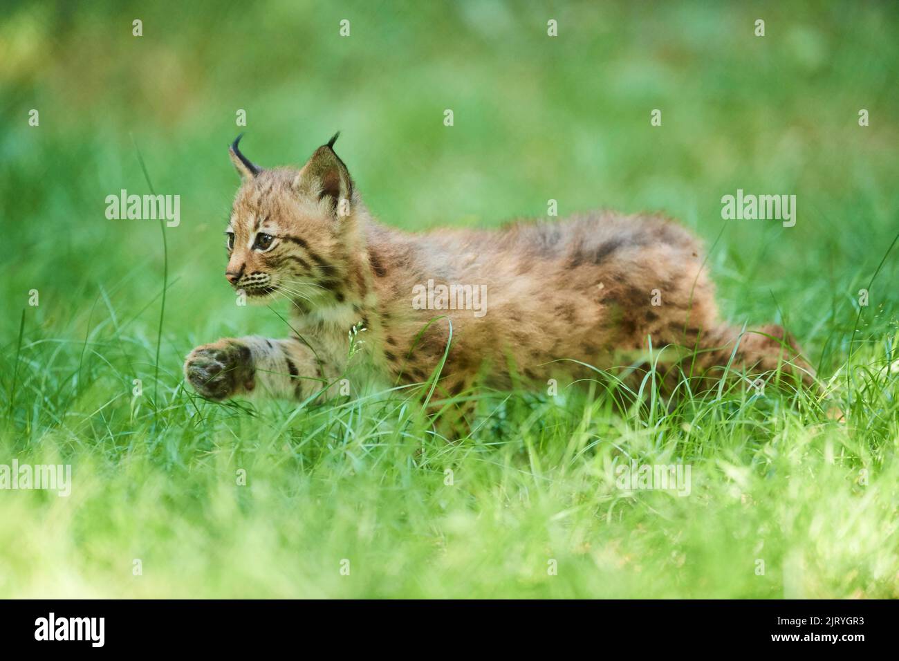 Eurasian lynx (Lynx lynx) youngster water, Bavaria, Germany Stock Photo ...