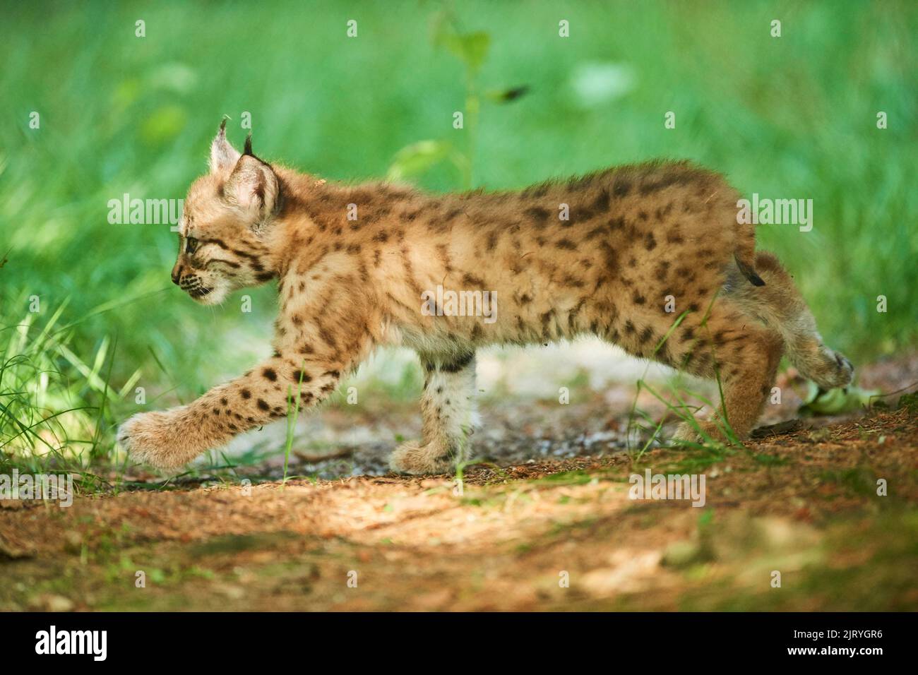 Eurasian lynx (Lynx lynx) youngster water, Bavaria, Germany Stock Photo ...