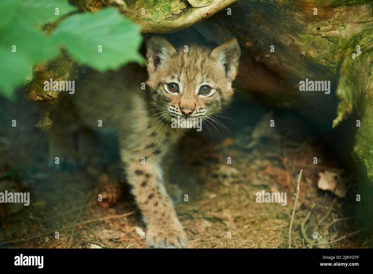 Eurasian lynx (Lynx lynx) youngster water, Bavaria, Germany Stock Photo ...