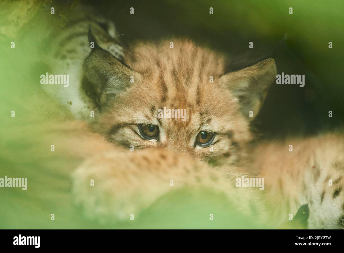 Eurasian lynx (Lynx lynx) youngster water, Bavaria, Germany Stock Photo ...