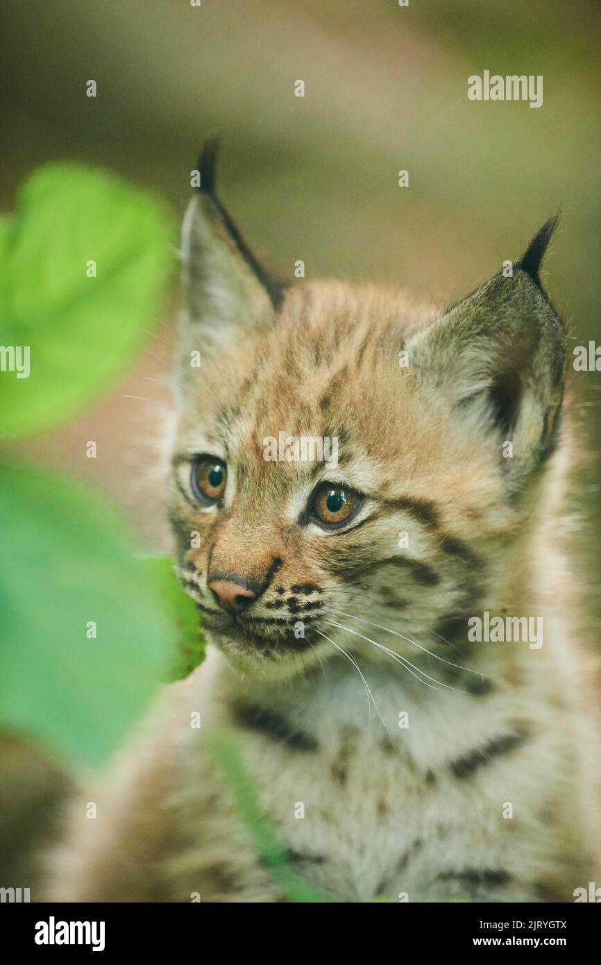 Eurasian lynx (Lynx lynx) youngster water, Bavaria, Germany Stock Photo ...