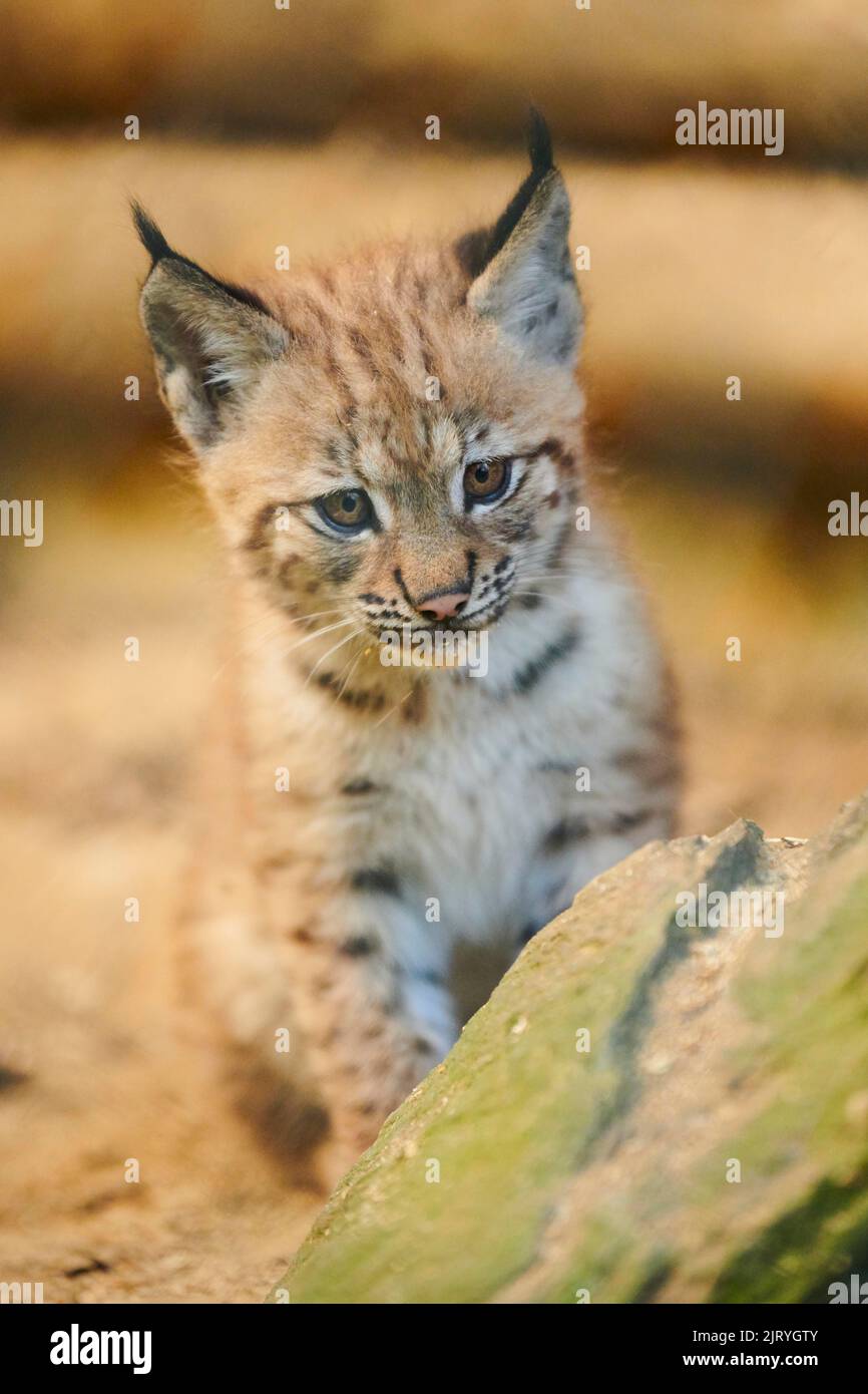 Eurasian lynx (Lynx lynx) youngsters water, Bavaria, Germany Stock ...