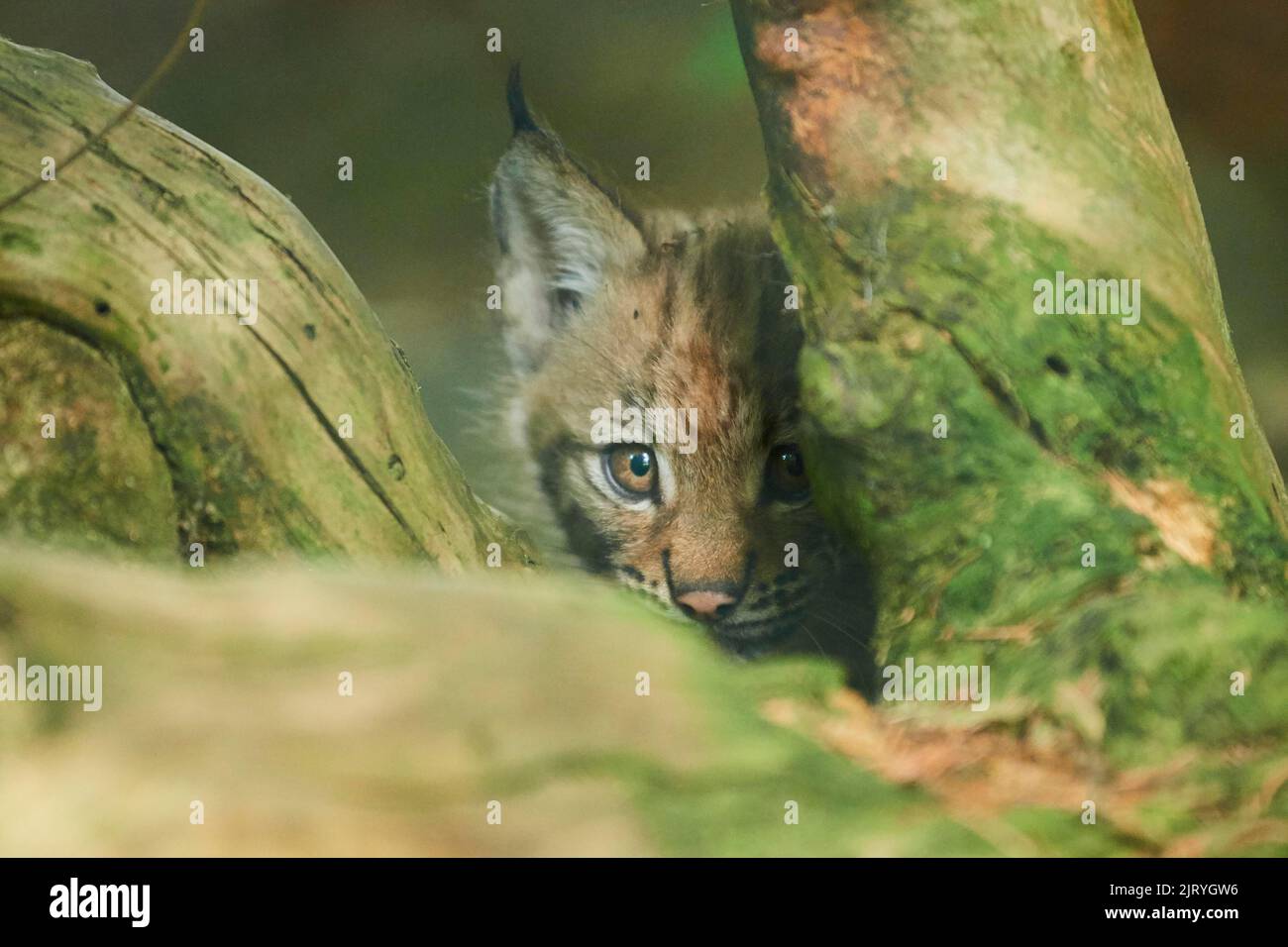 Eurasian lynx (Lynx lynx) youngster water, Bavaria, Germany Stock Photo ...