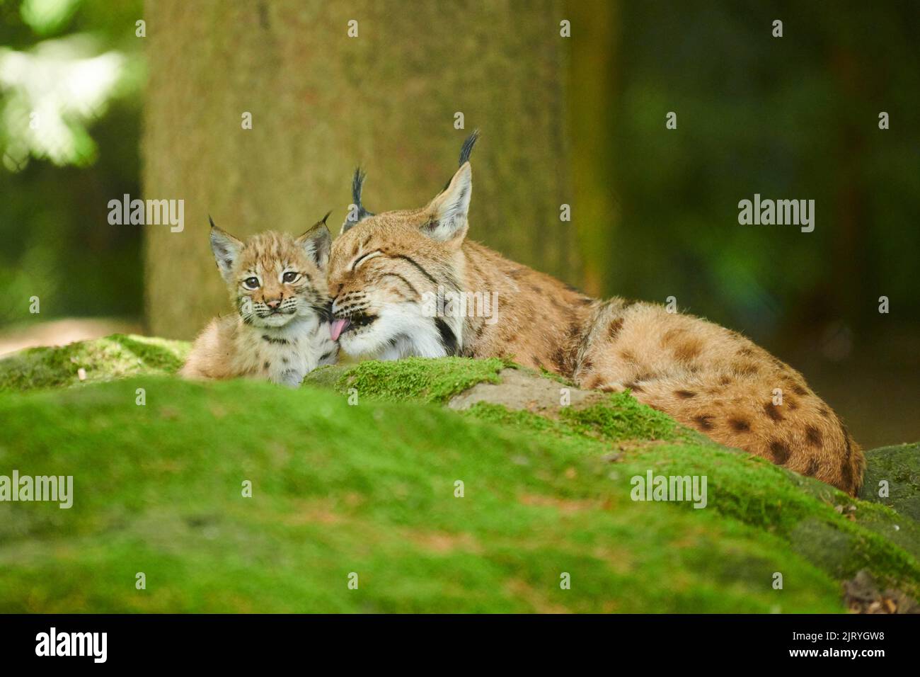 Eurasian lynx (Lynx lynx) mother with her youngster water, Bavaria ...