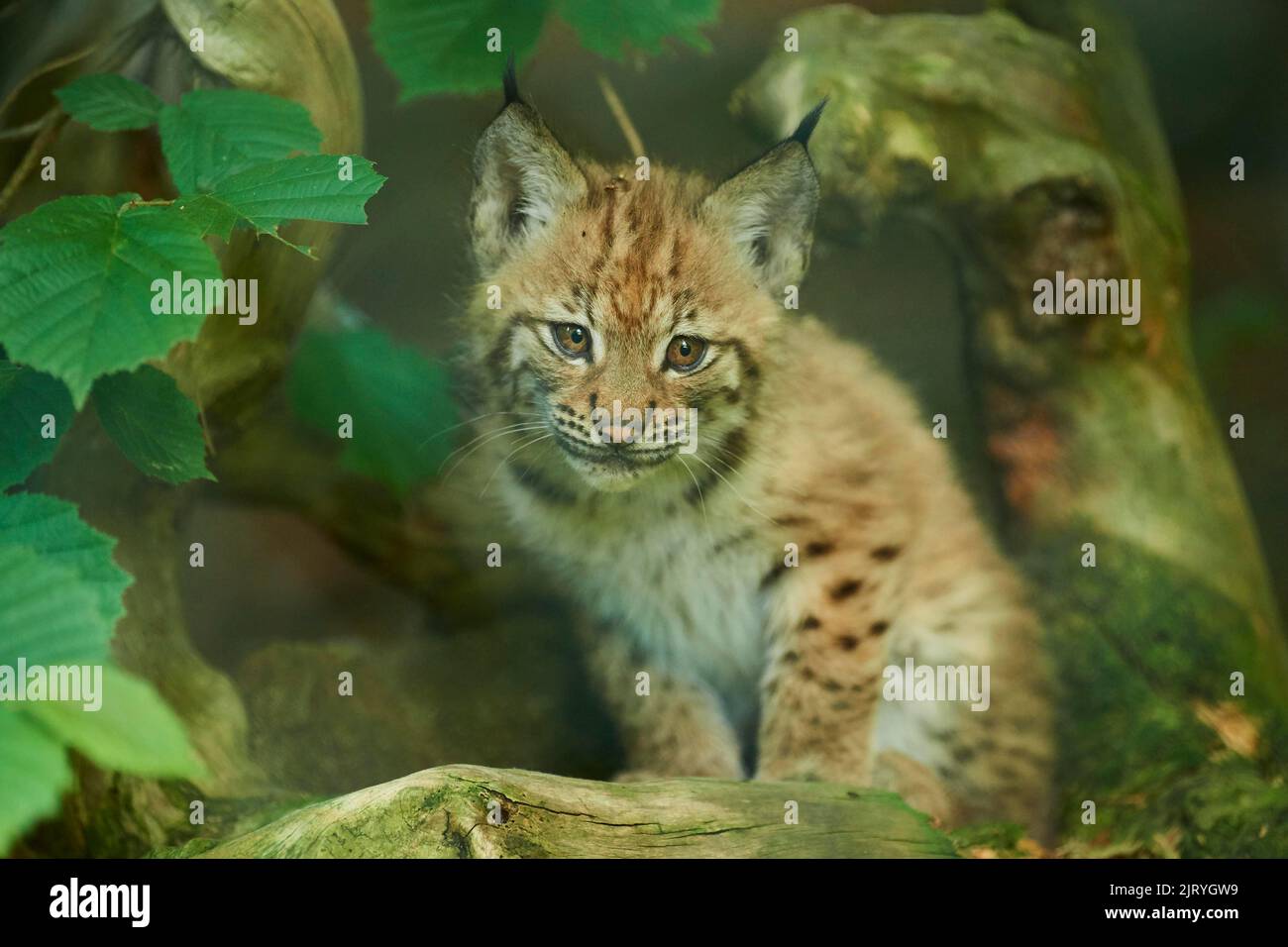 Eurasian lynx (Lynx lynx) youngster water, Bavaria, Germany Stock Photo ...