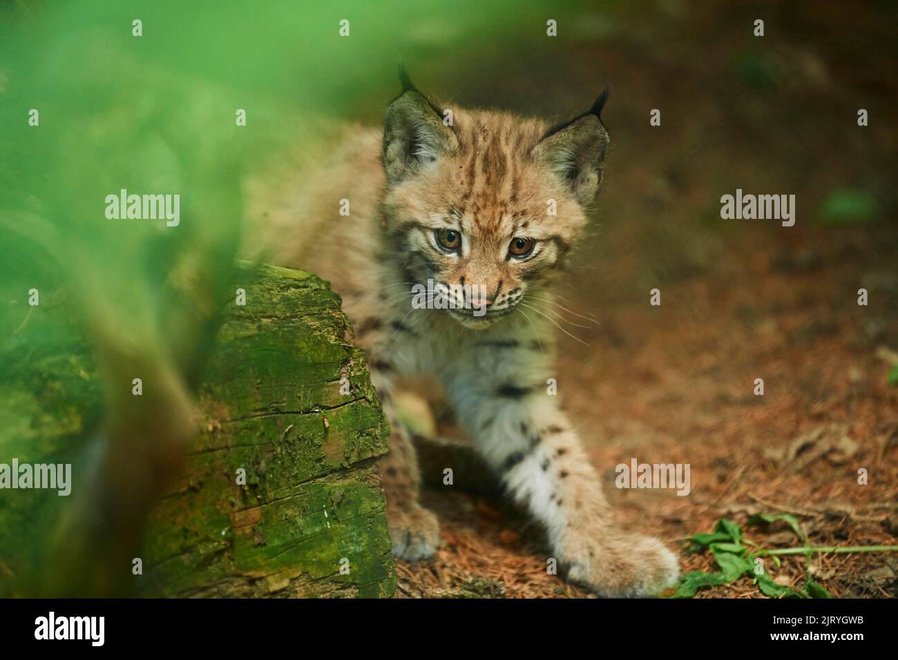 Eurasian lynx (Lynx lynx) youngster water, Bavaria, Germany Stock Photo ...