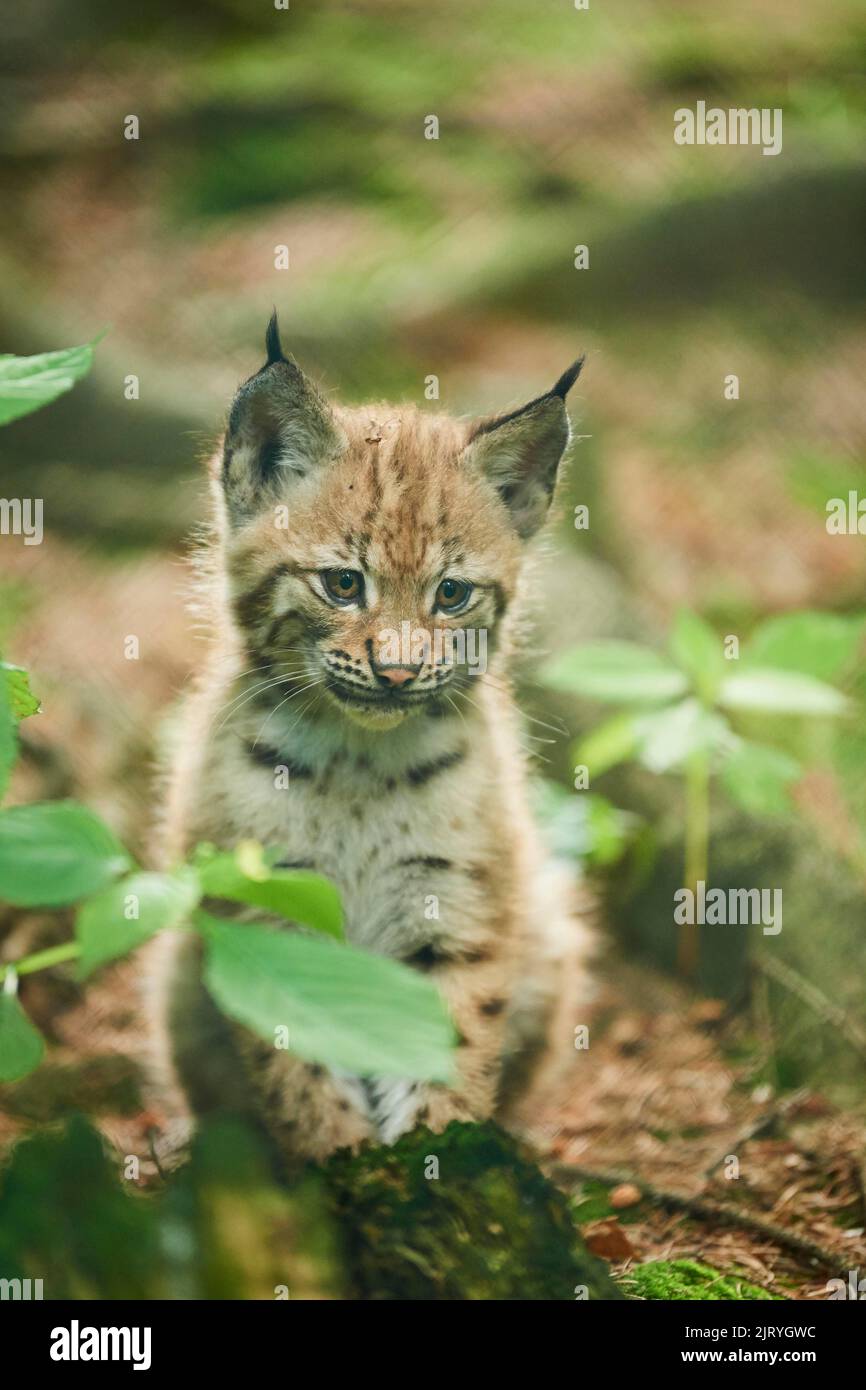 Eurasian lynx (Lynx lynx) youngster water, Bavaria, Germany Stock Photo ...