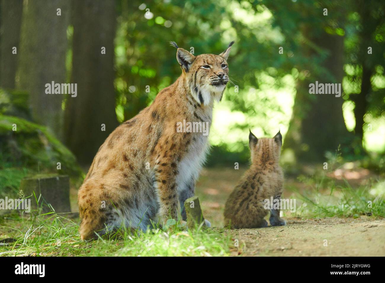 Eurasian lynx (Lynx lynx) mother with her youngster water, Bavaria ...