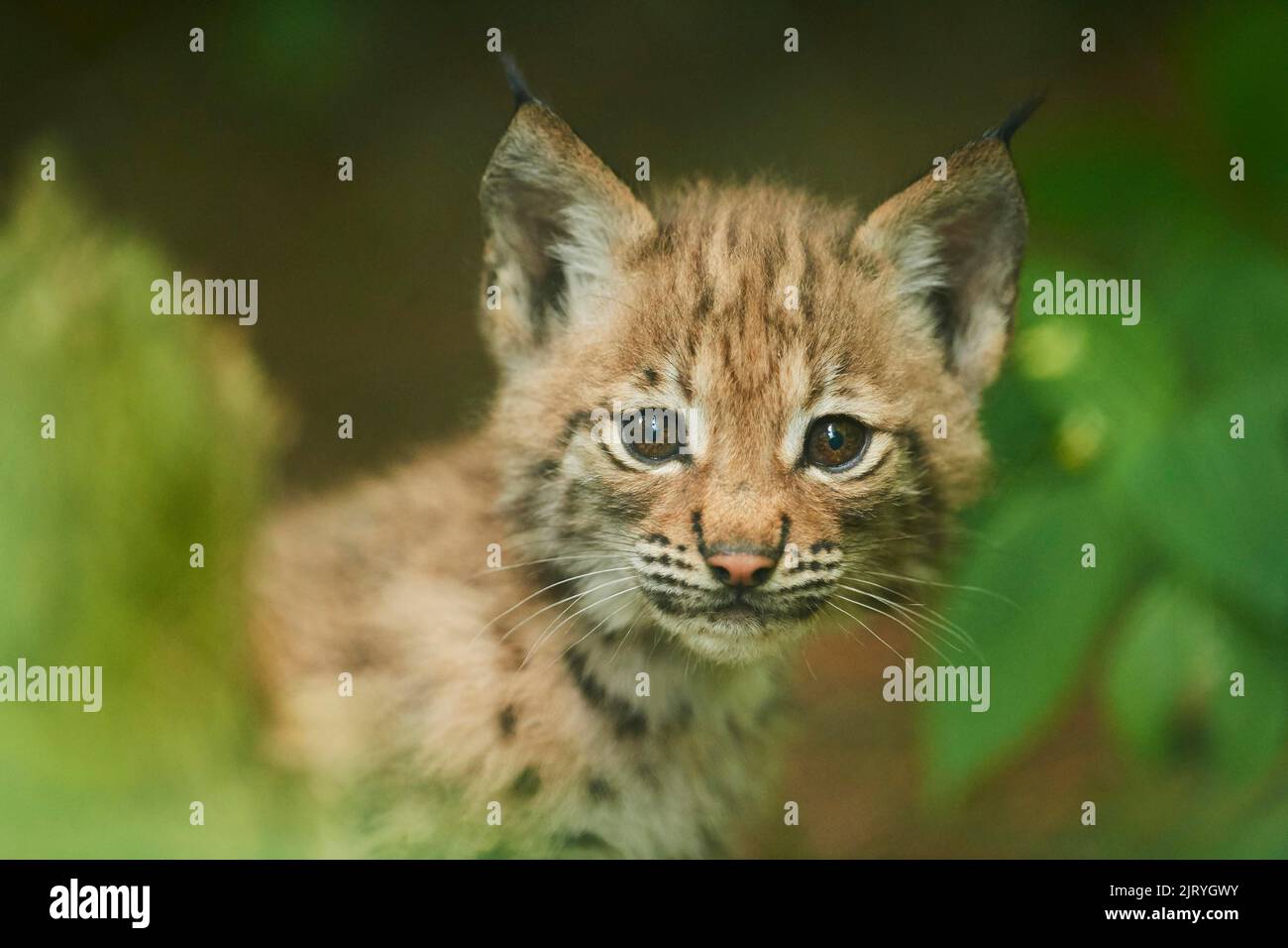 Eurasian lynx (Lynx lynx) youngster water, Bavaria, Germany Stock Photo ...