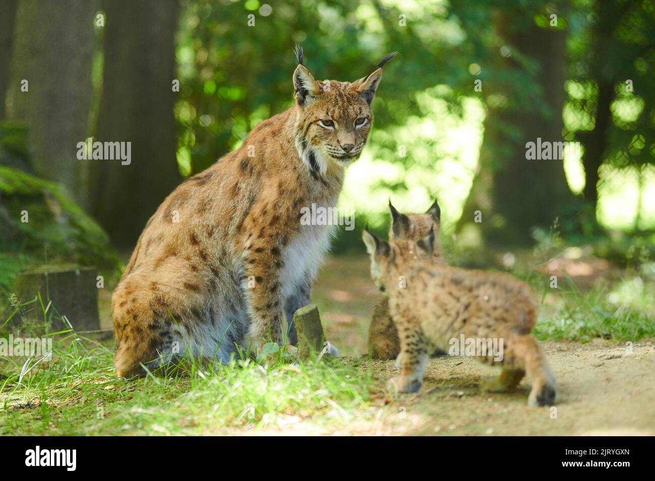 Eurasian lynx (Lynx lynx) mothers with her youngster water, Bavaria ...