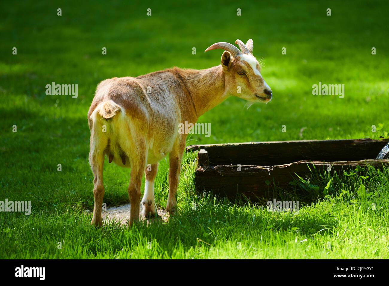 Domestic goats (Capra hircus) standing besinde a water trough, Bavaria ...