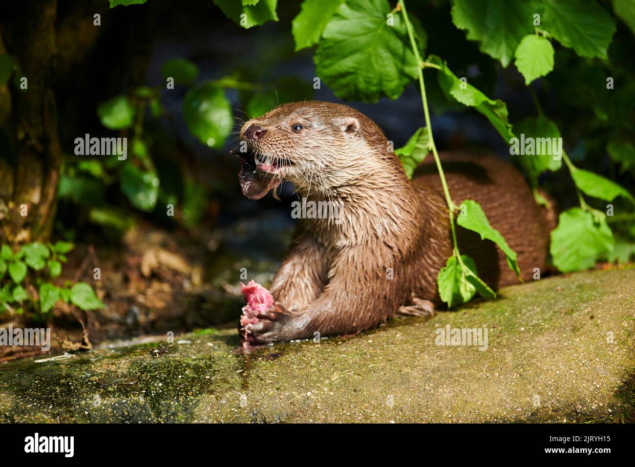 Eurasian otter (Lutra lutra), eating a fish, Bavaria, Germany Stock ...