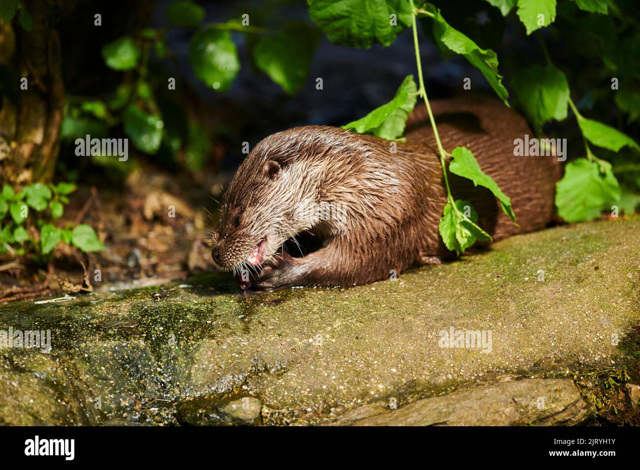 Eurasian otter (Lutra lutra), eating a fish, Bavaria, Germany Stock ...