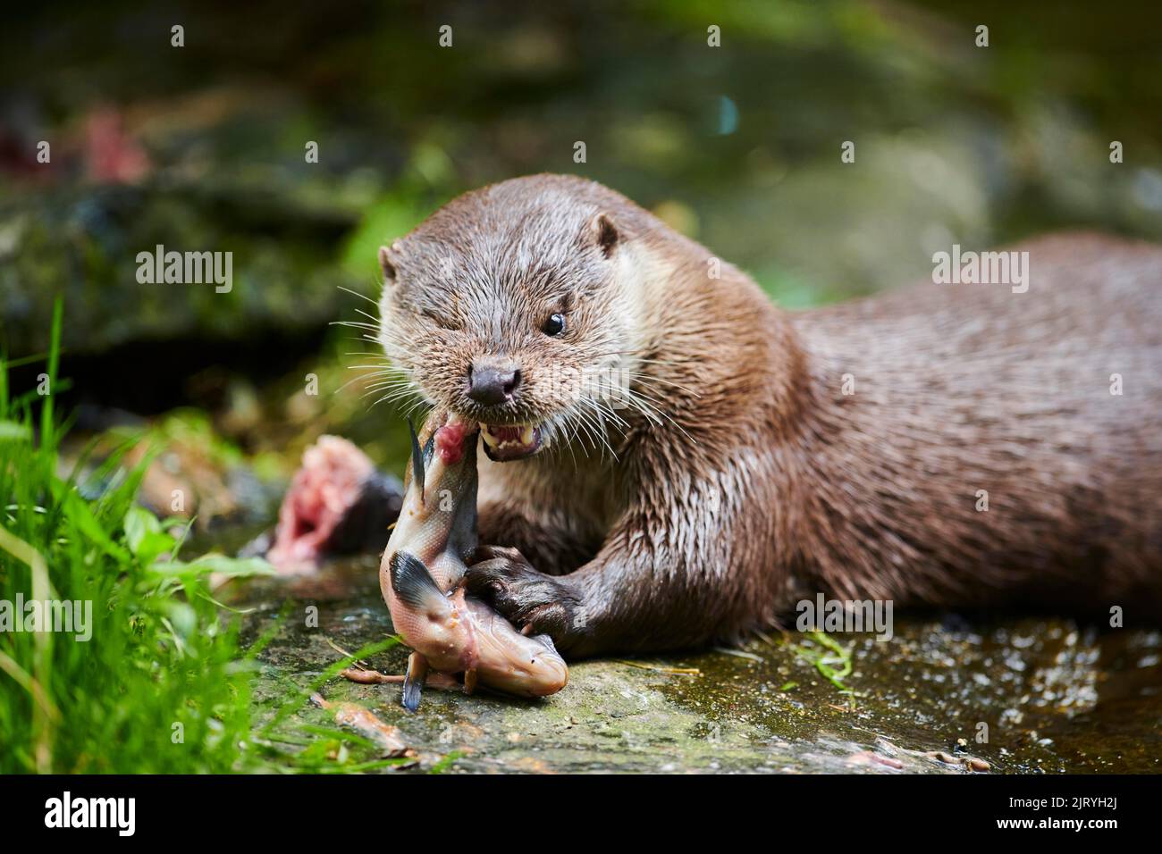 Eurasian otter (Lutra lutra), eating a fish, Bavaria, Germany Stock ...