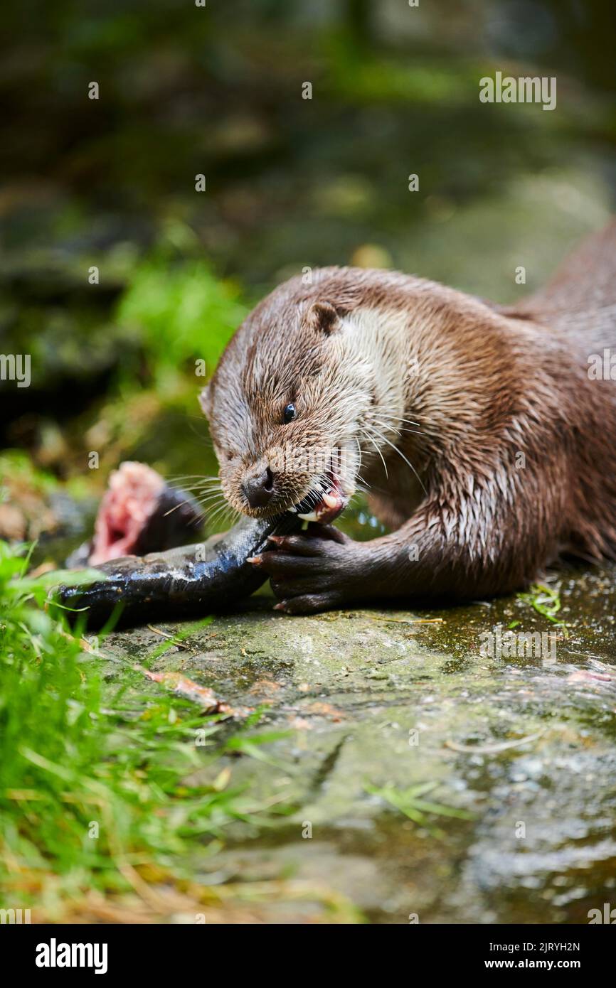 Eurasian otter (Lutra lutra), eating a fish, Bavaria, Germany Stock ...