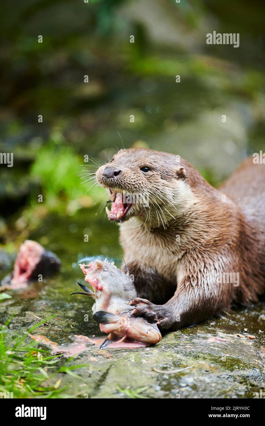 Eurasian otter (Lutra lutra), eating a fish, Bavaria, Germany Stock ...