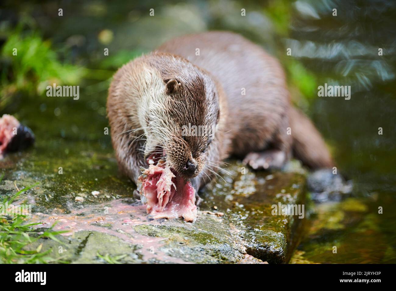 Eurasian otter (Lutra lutra), eating a fish, Bavaria, Germany Stock ...
