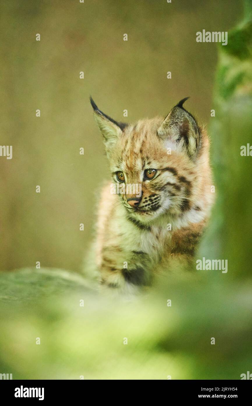 Eurasian lynx (Lynx lynx) youngsters water, Bavaria, Germany Stock ...
