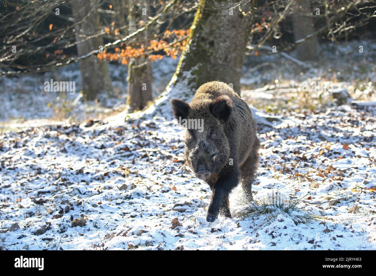 Wild boar attack hi-res stock photography and images - Alamy