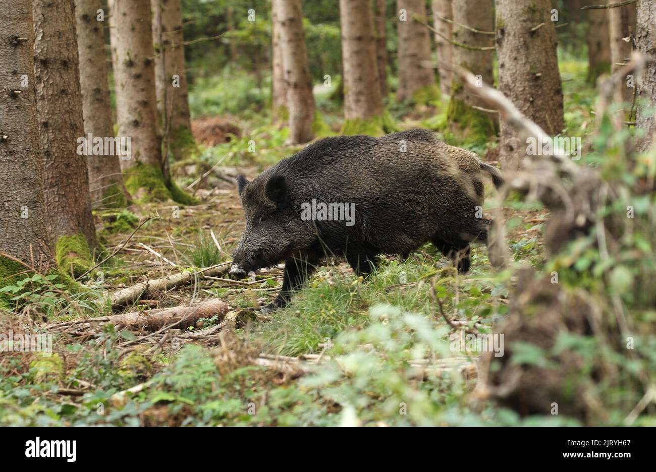 Wild boar (Sus scrofa) Boar running in summer forest, Allgaeu, Bavaria ...