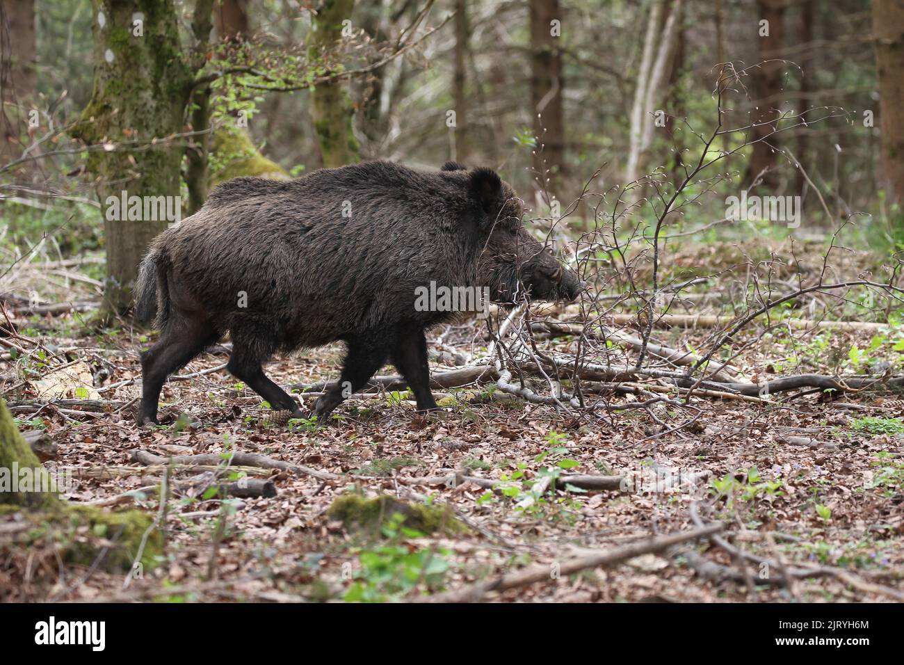 Wild boar (Sus scrofa) Boar running in the forest, Allgaeu, Bavaria ...