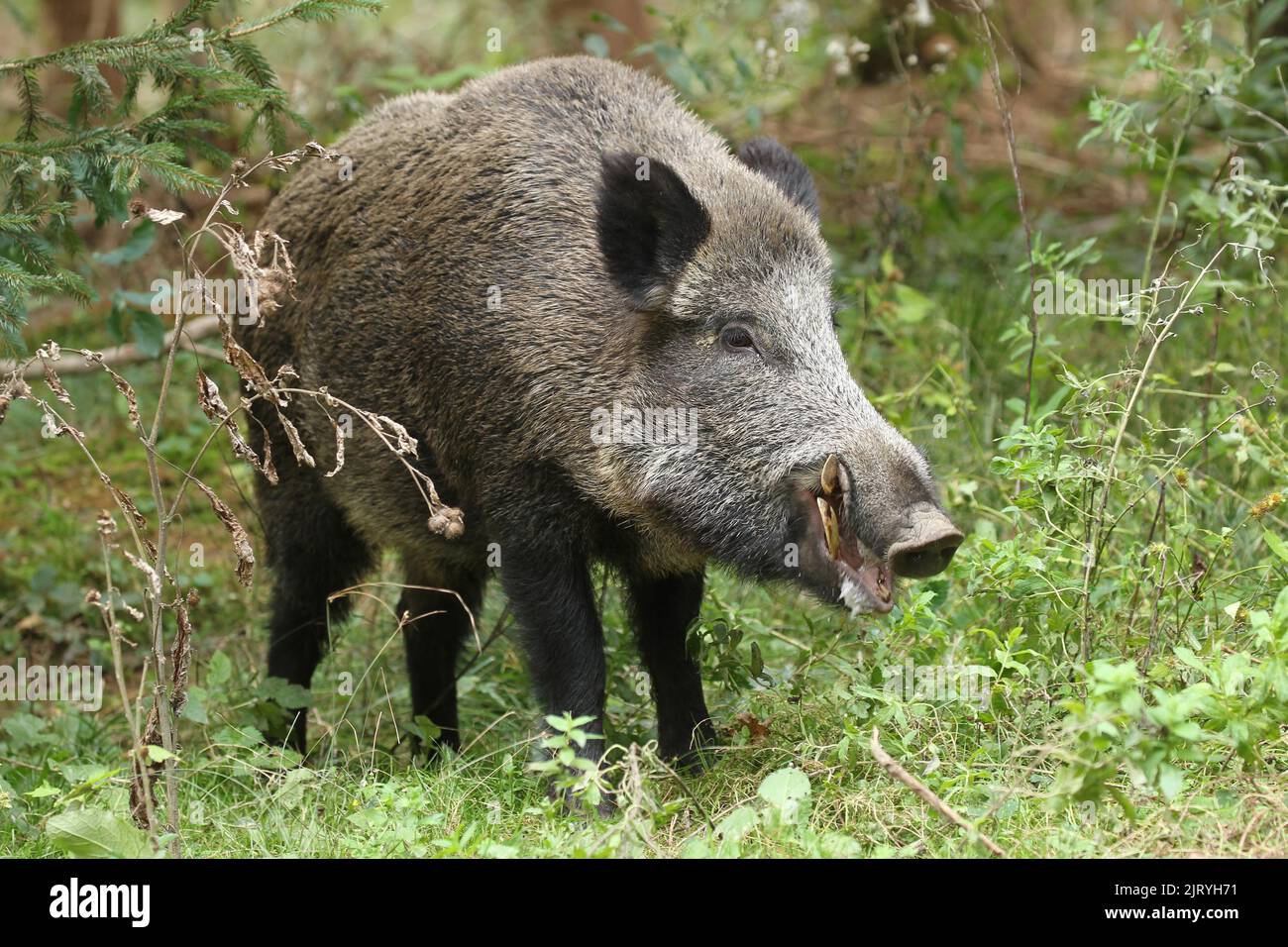 Wild boar (Sus scrofa) Boar in summer forest, Allgaeu, Bavaria, Germany ...