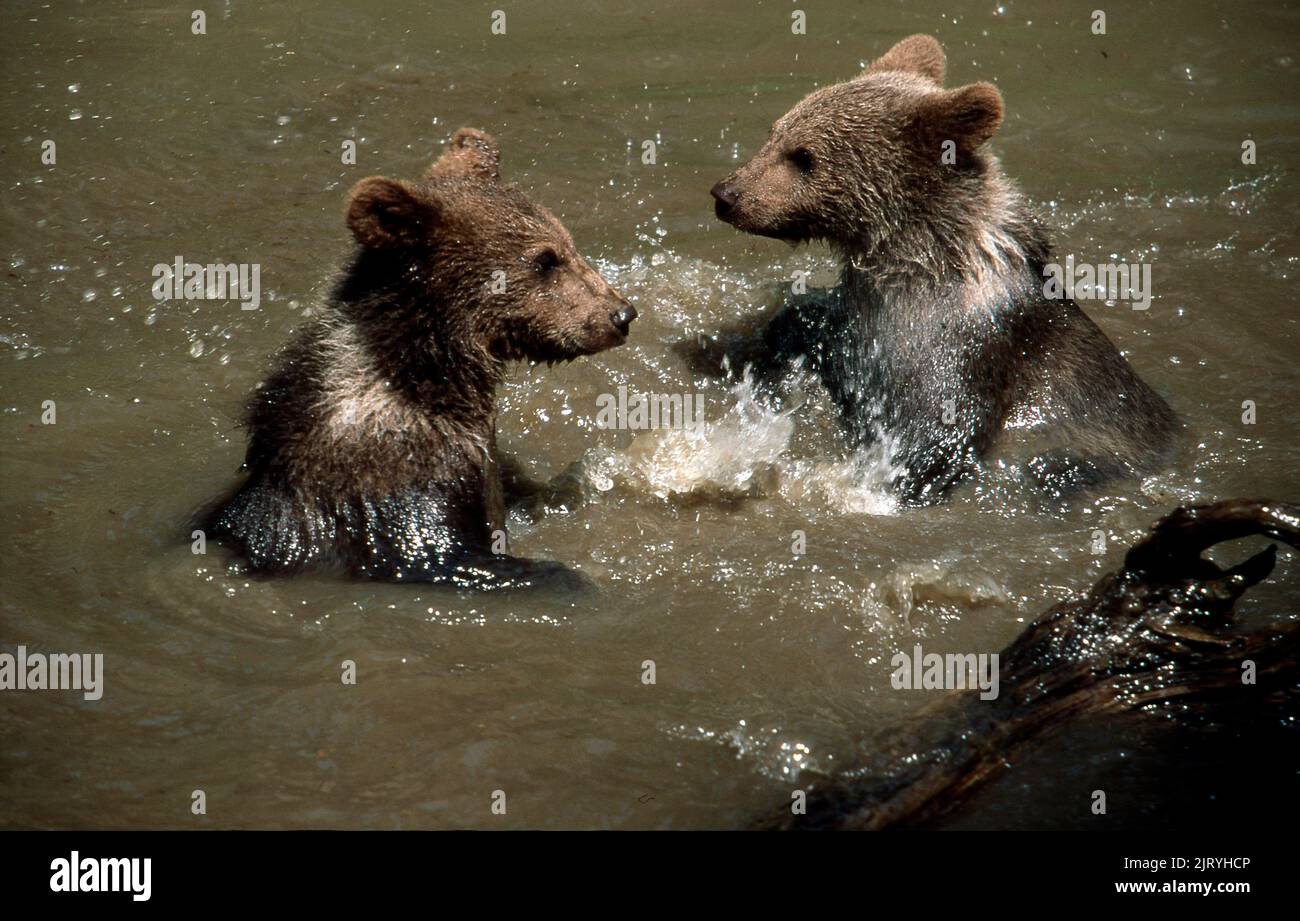 Bears playing in the water Stock Photo - Alamy
