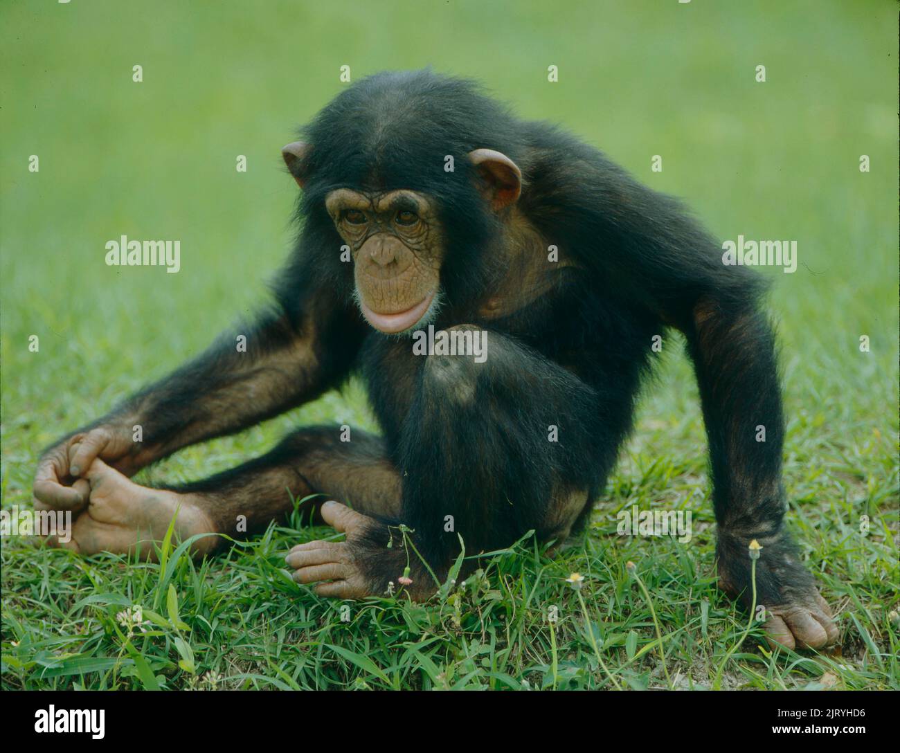 Piaggio monkey hi-res stock photography and images - Alamy
