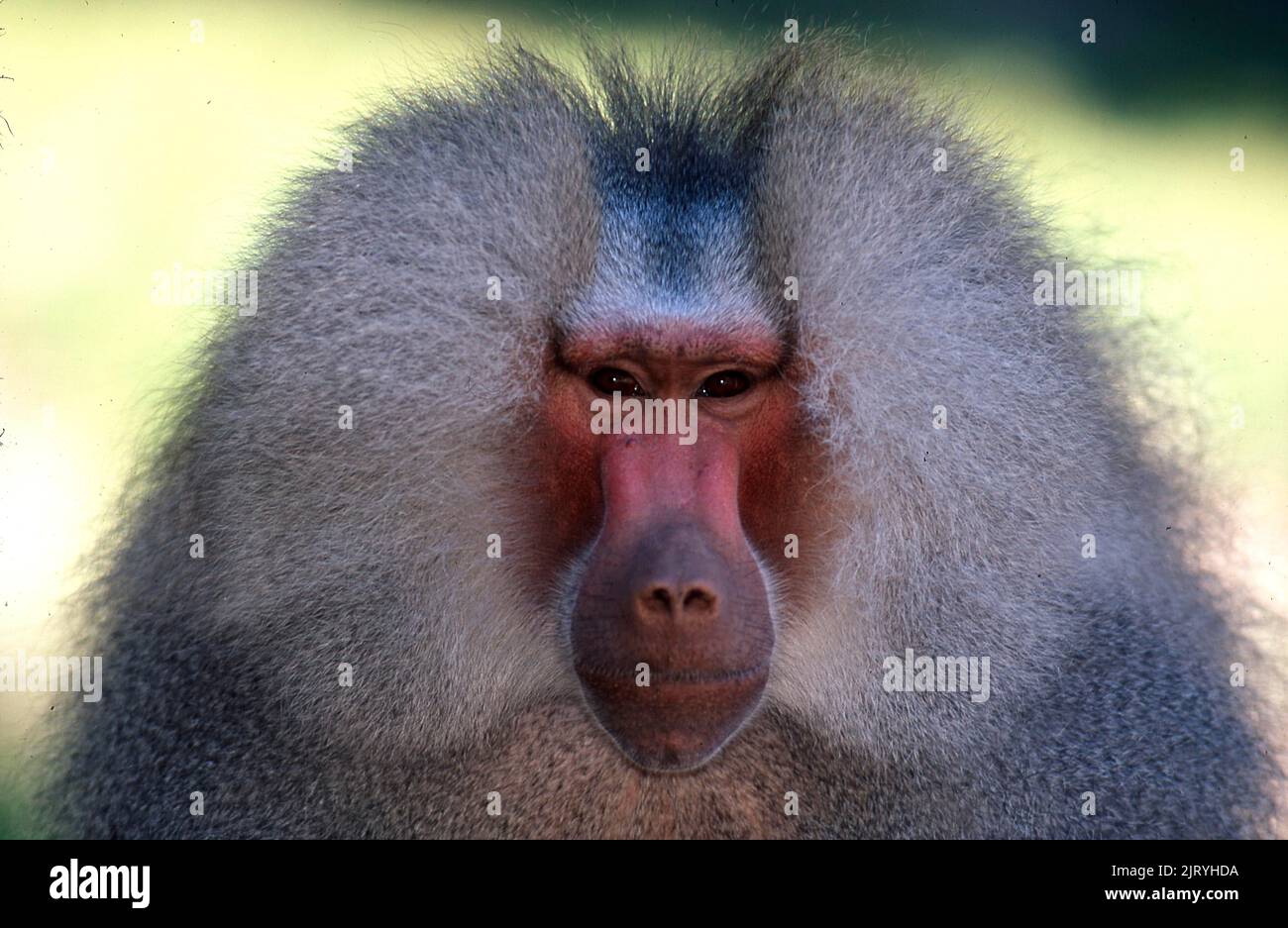 Old baboon hi-res stock photography and images - Alamy