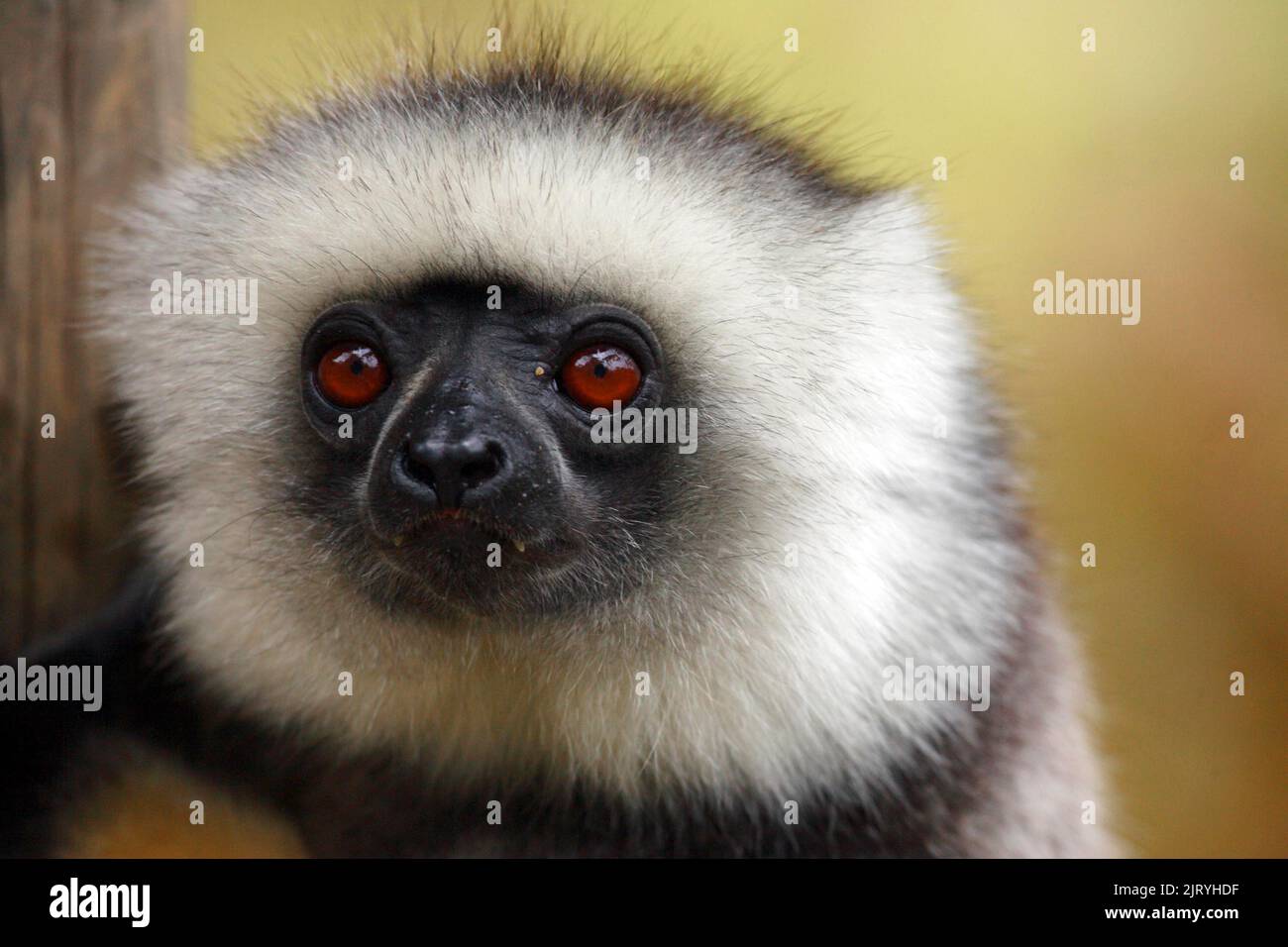 Diademed sifaka (Propithecus diadema) Diademed sifaka diadema Adult on ...