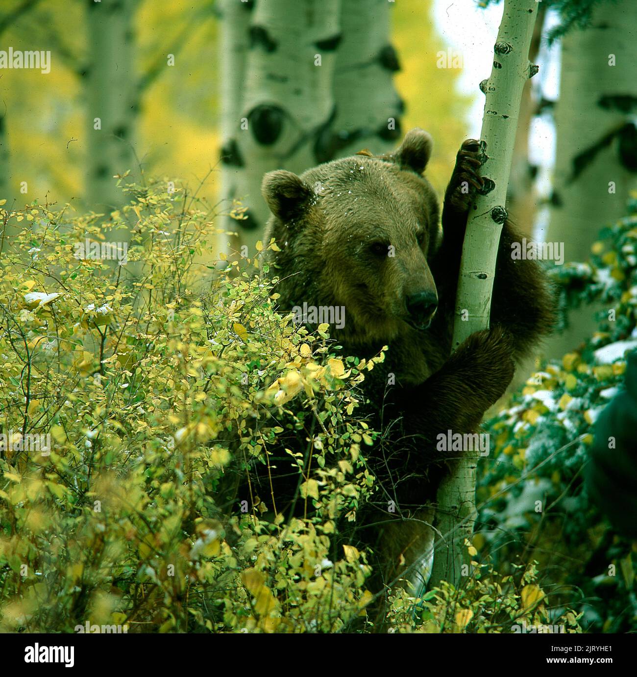 Ursus arotos, brown bear, grizzly Stock Photo - Alamy