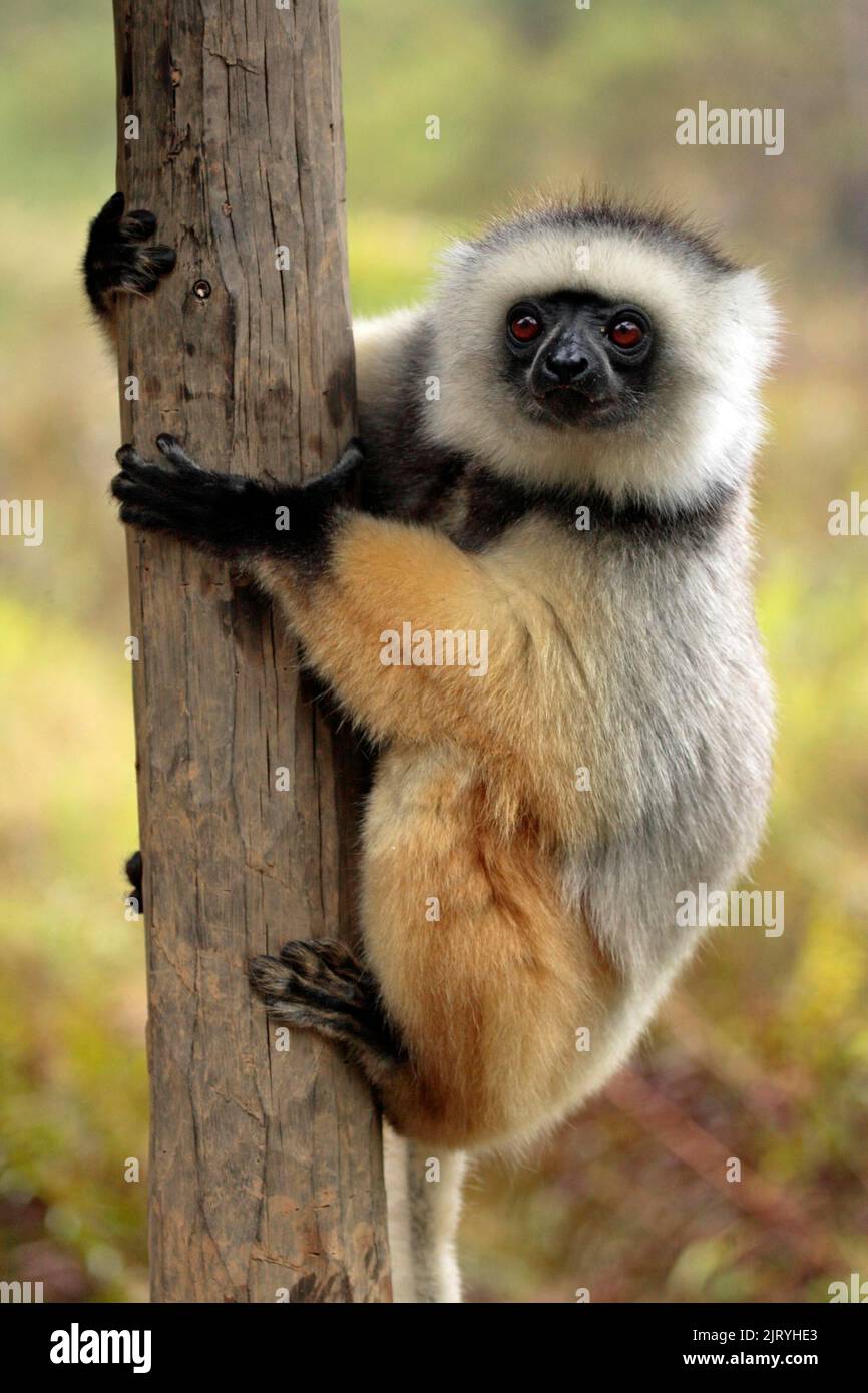 Diademed sifaka (Propithecus diadema) Diademed sifaka diadema Adult on ...