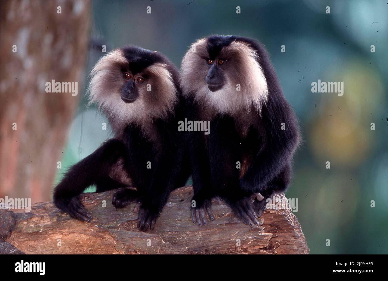 Bearded macaque hi-res stock photography and images - Alamy
