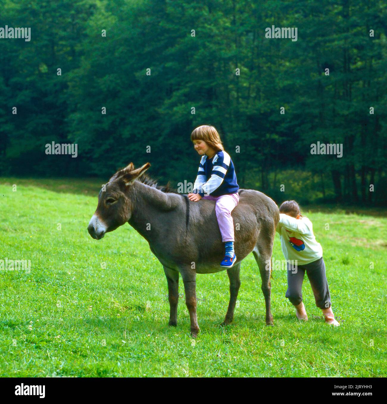 Stubborn donkey and children Stock Photo - Alamy