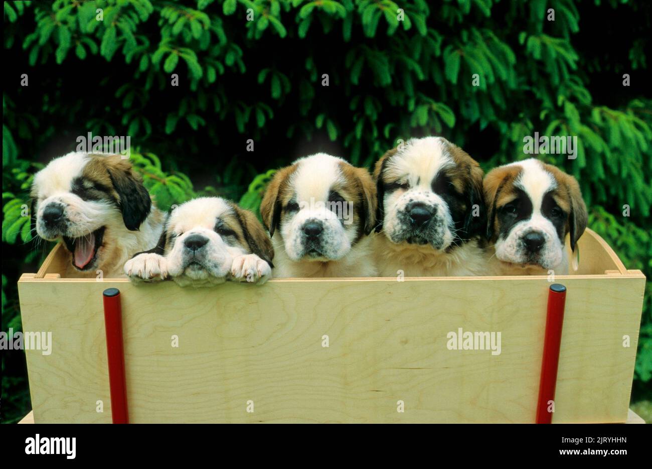 Six week old puppies hi-res stock photography and images - Alamy