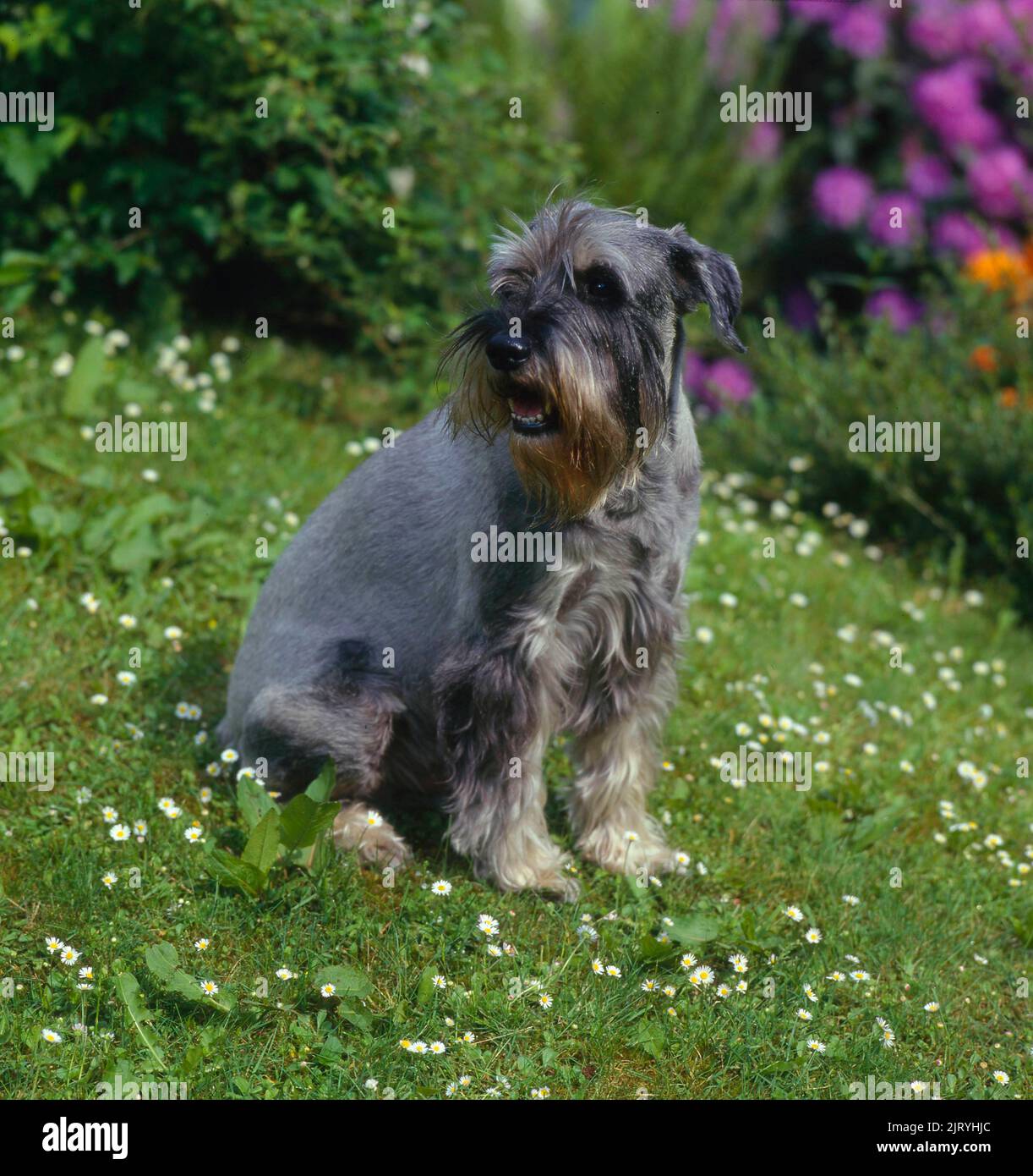 Medium Schnauzer, salt and pepper Stock Photo - Alamy