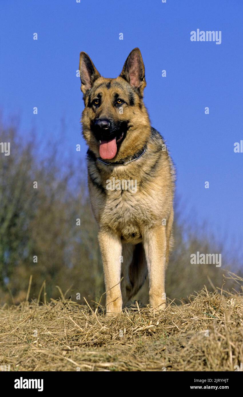 German Shepherd or Alsatian Stock Photo - Alamy