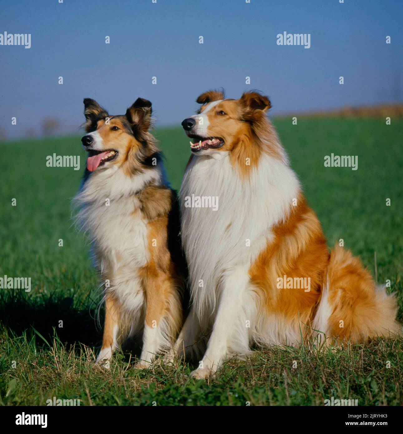 Right color hi-res stock photography and images - Alamy