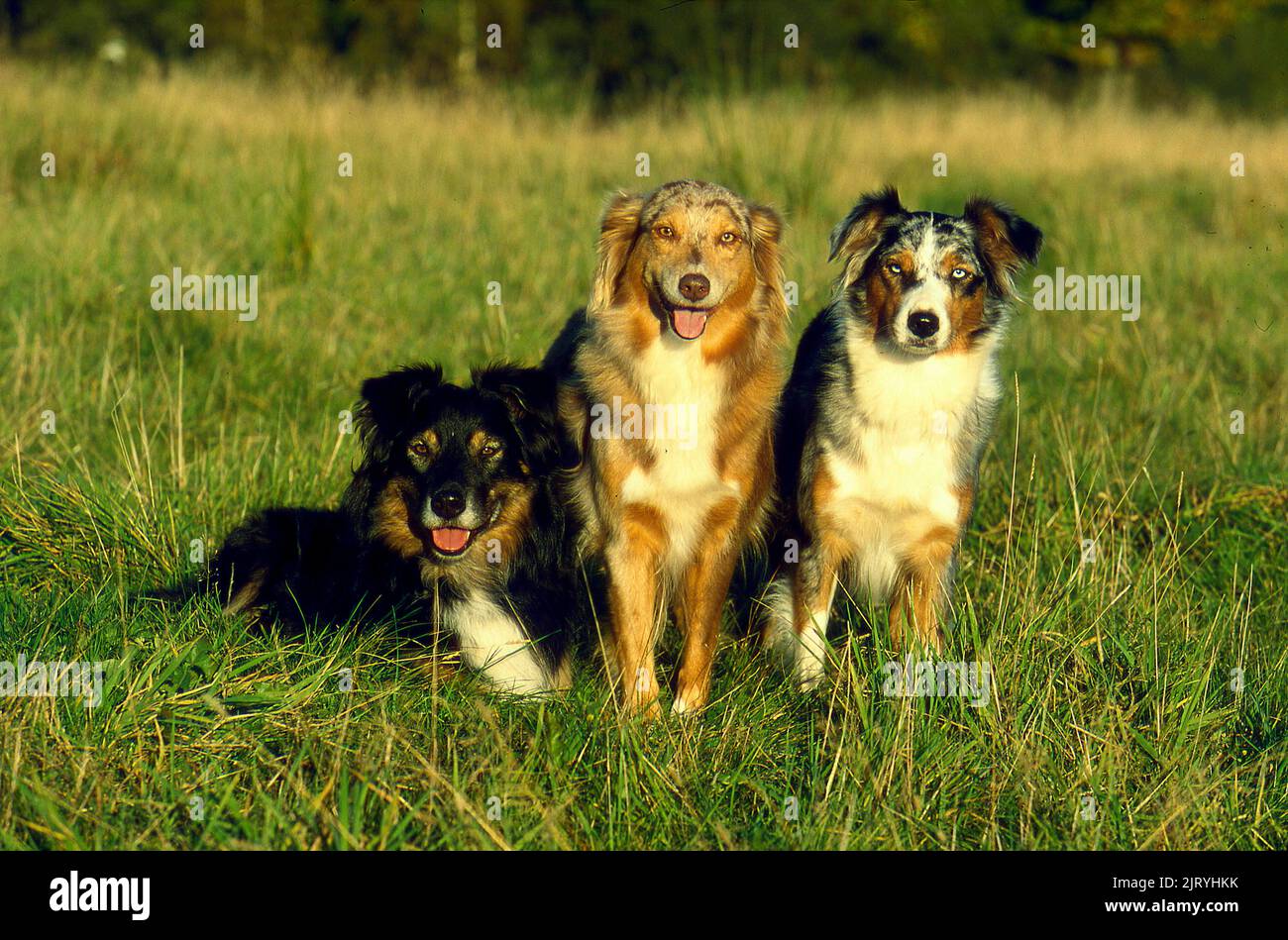Alsatian collie hi-res stock photography and images - Alamy