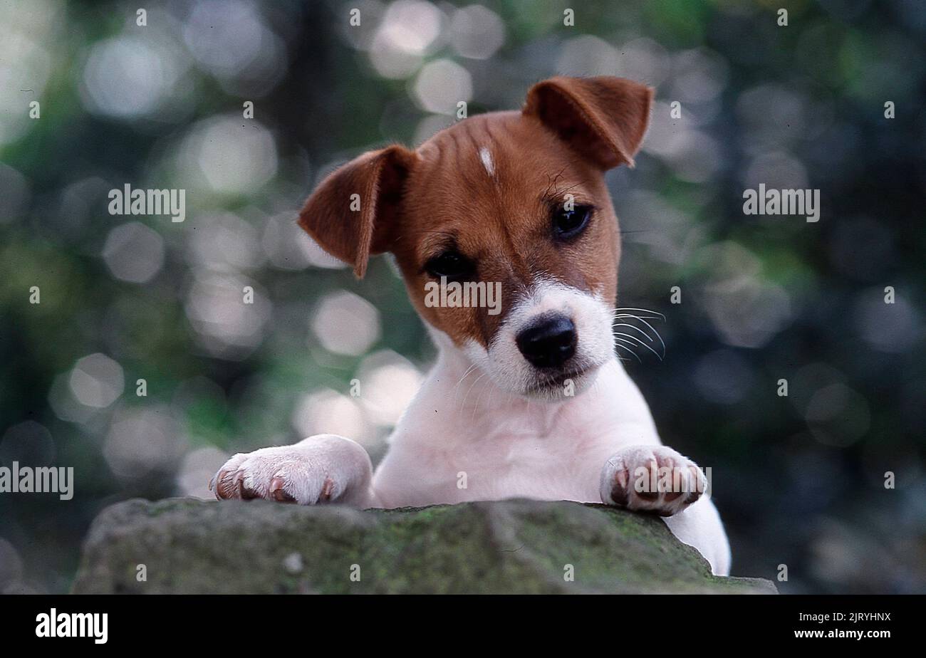 Jack-Russel-Terrier, puppy, 9 weeks old Stock Photo - Alamy
