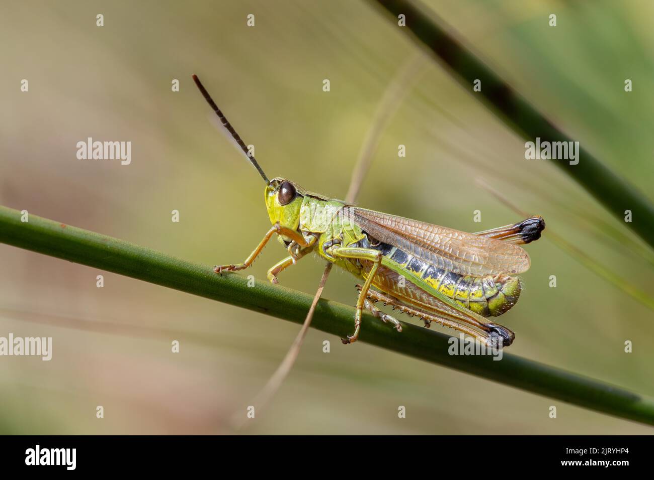 Marsh grasshopper (Pseudochorthippus montanus), male sitting on blade ...