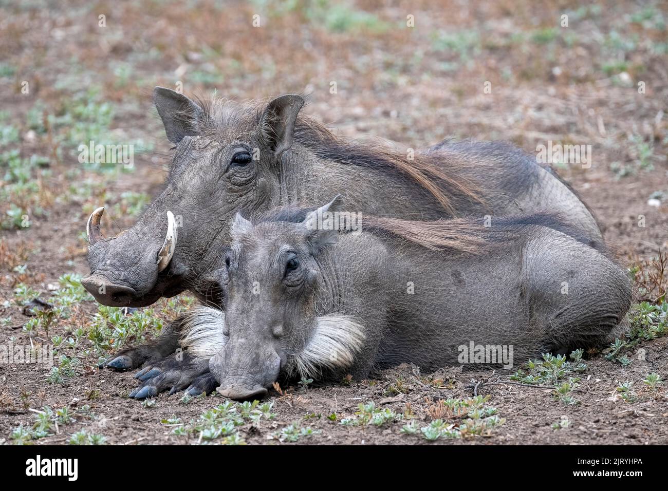 Common warthog (Phacochoerus africanus), two animals awake at dawn ...