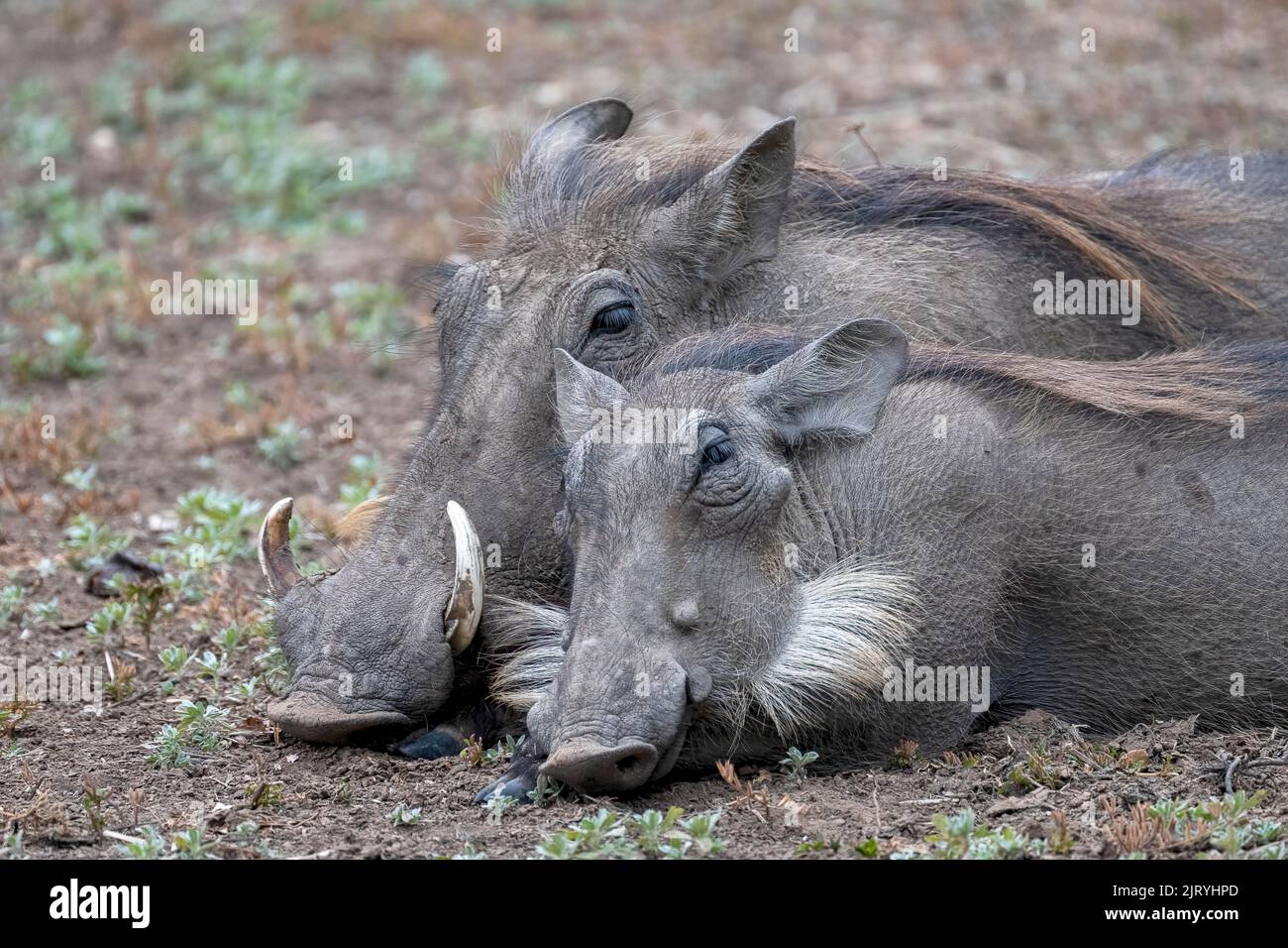 Common warthog (Phacochoerus africanus), two animals resting at dusk ...