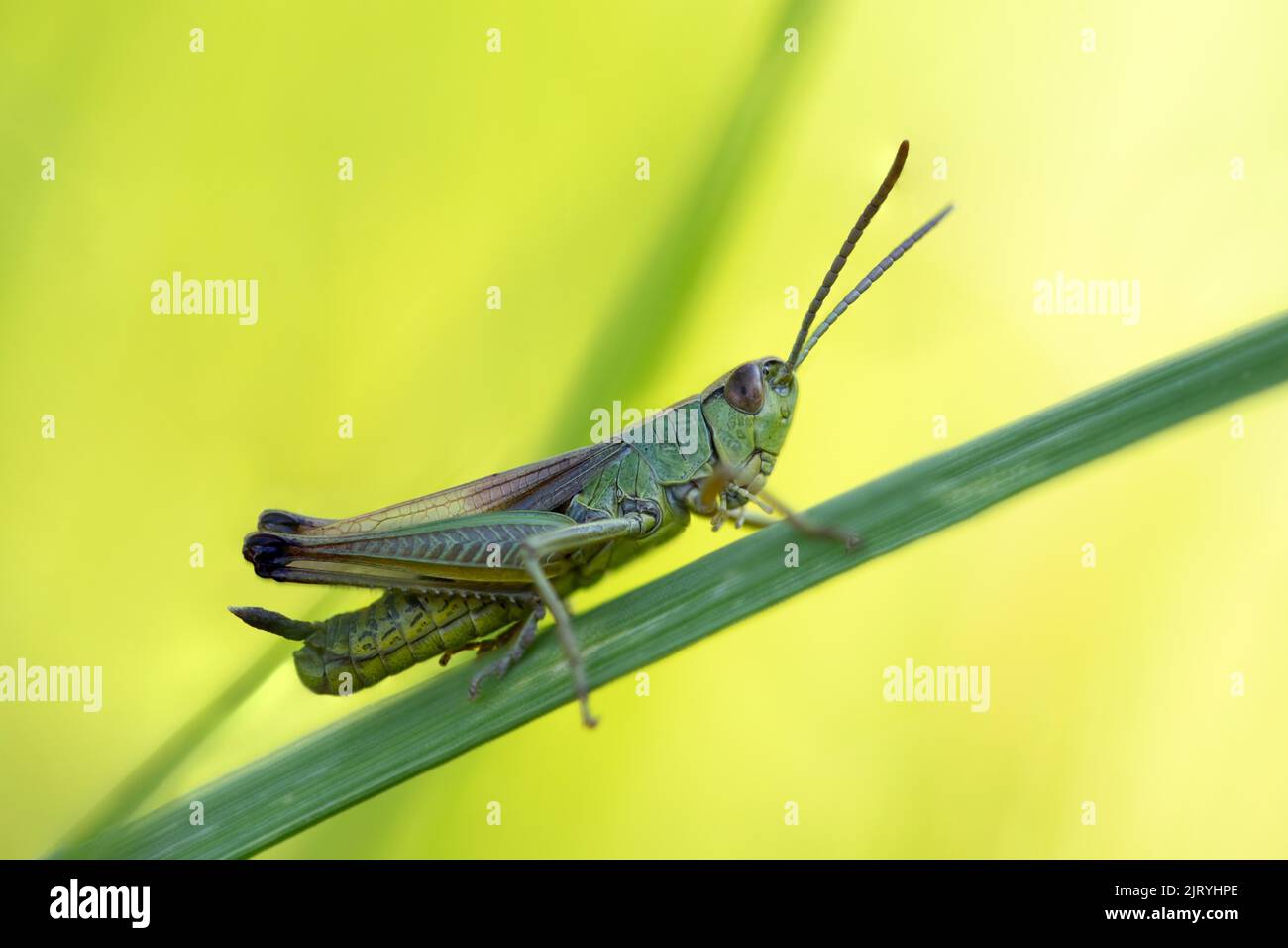 Common pink meadow grasshopper (Pseudochorthippus parallelus), male ...