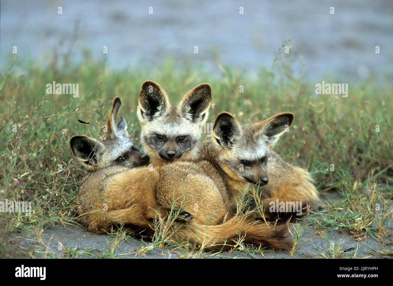 Spoon dog, bat-eared fox (Otocyon megalotis Stock Photo - Alamy